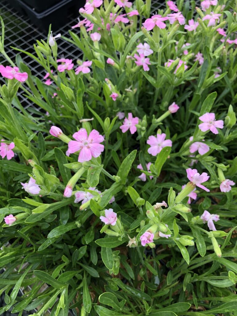Buy Wild Pink for Sale Online | Direct Native Plants