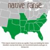 Buy Beautyberry for Sale Online | Direct Native Plants