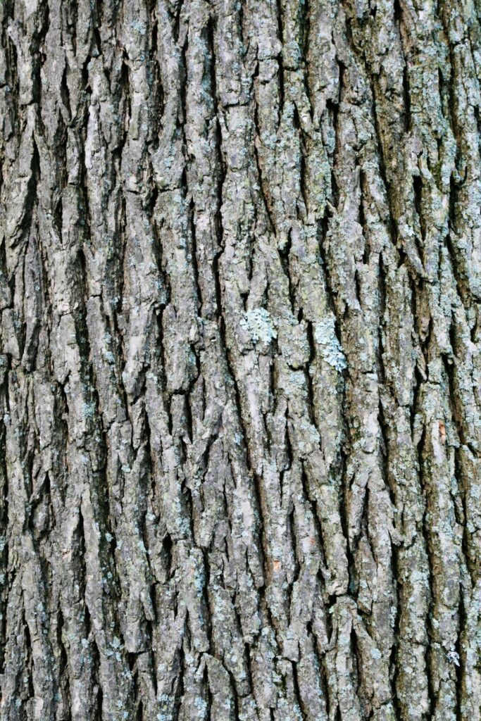 Buy Swamp White Oak for Sale Online | Direct Native Plants