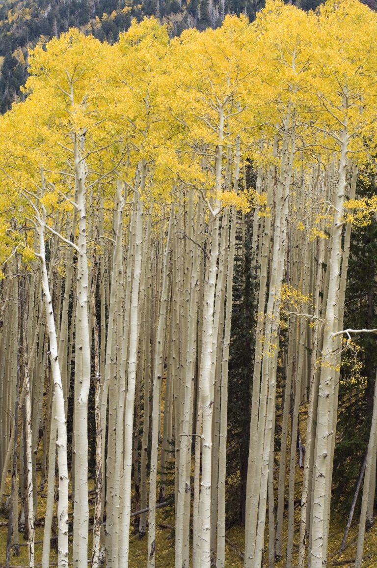 Buy Quaking Aspen for Sale Online | Direct Native Plants