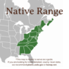 Buy Great Laurel for Sale Online | Direct Native Plants