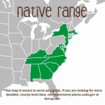 Buy Drooping Laurel for Sale Online | Direct Native Plants