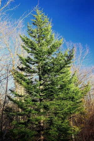 Buy Red Spruce for Sale Online | Direct Native Plants