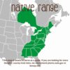 Buy Sweet Birch for Sale Online | Direct Native Plants