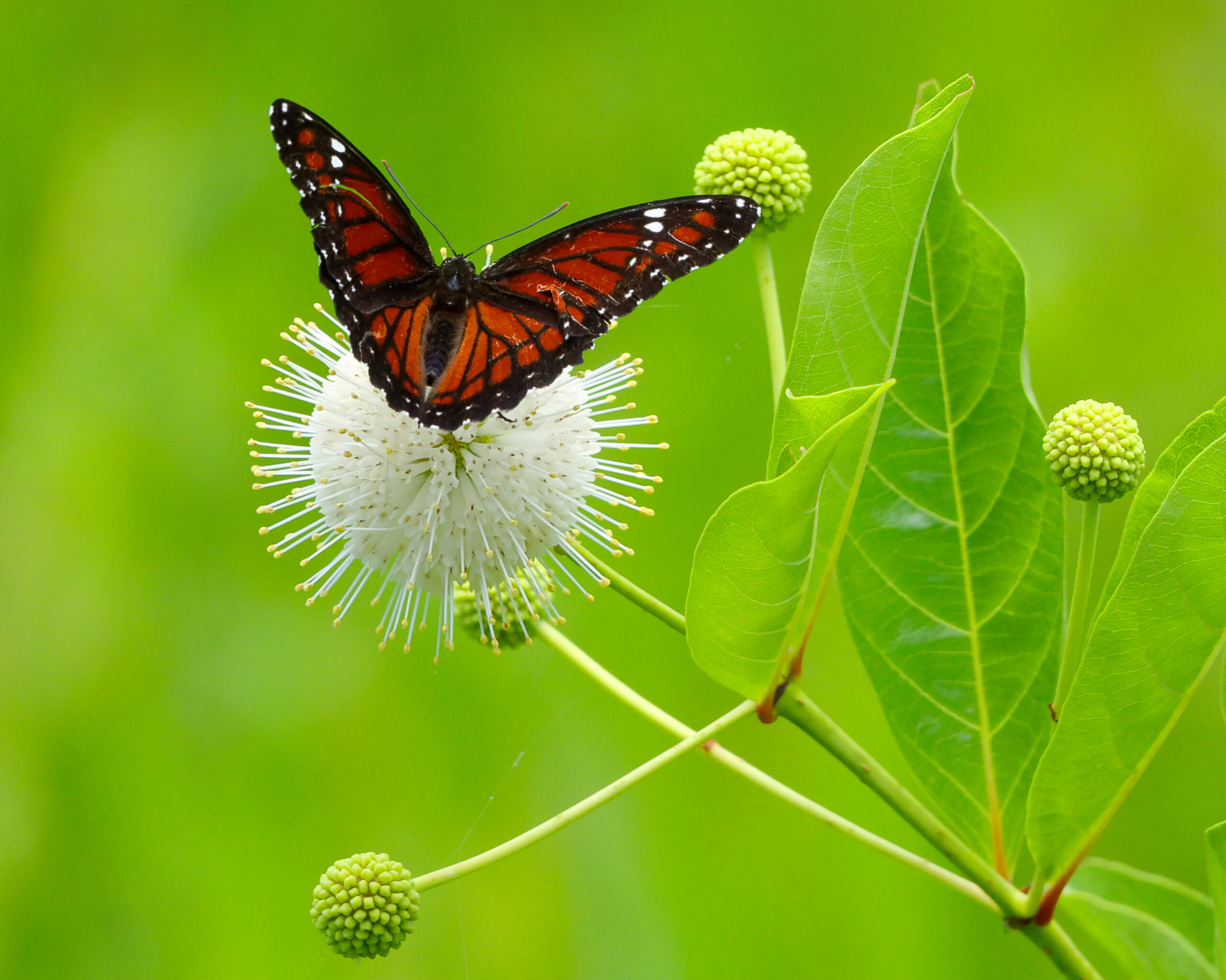 Native Shrubs | Direct Native Plants