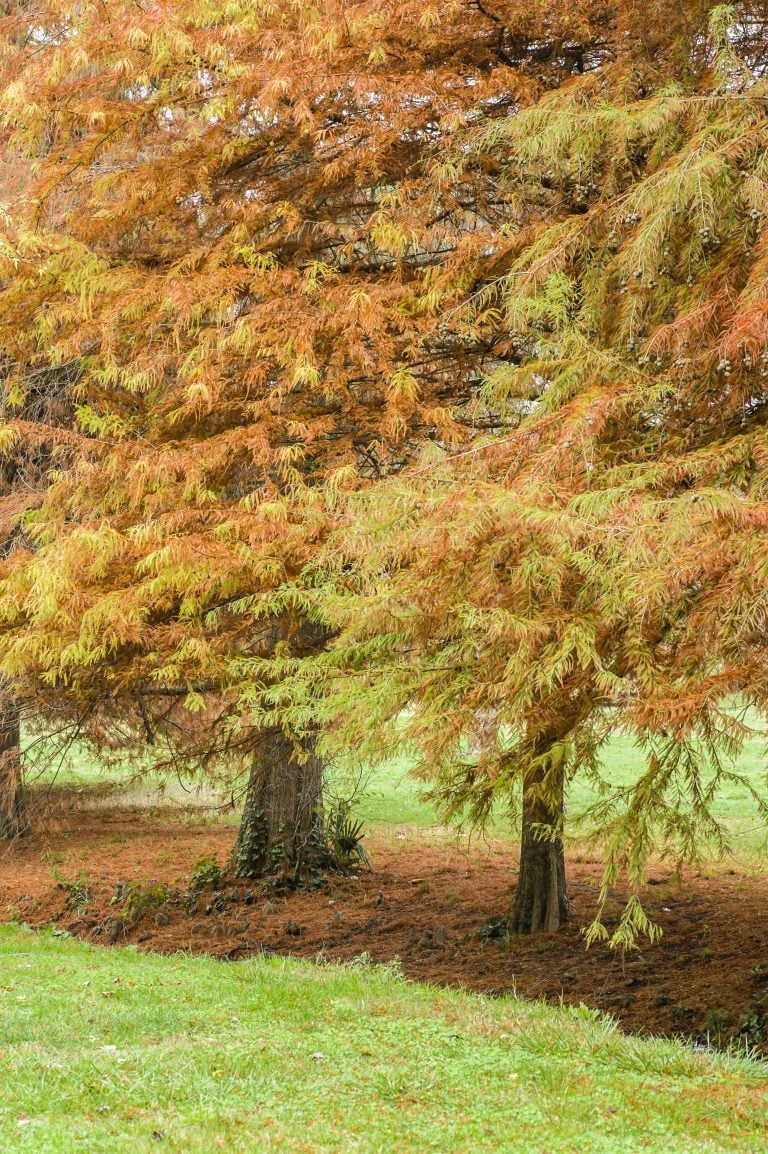 Buy Bald Cypress for Sale Online | Direct Native Plants