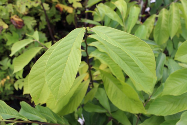 Buy Paw-paw for Sale Online | Direct Native Plants