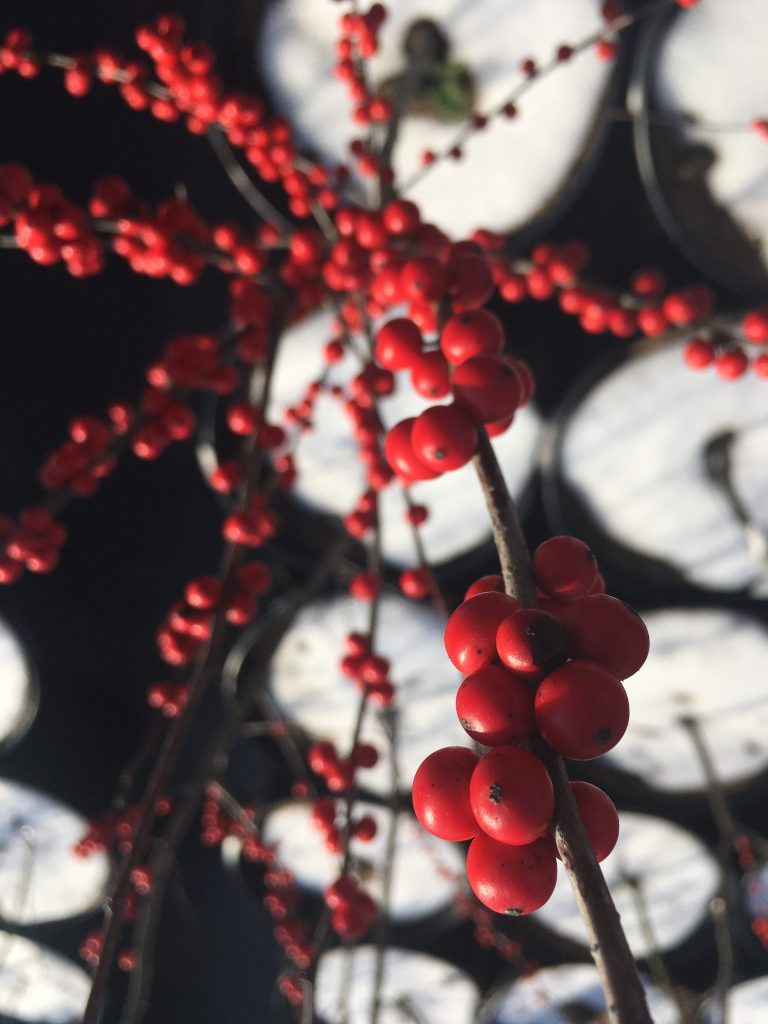 Buy Winterberry (female) for Sale Online | Direct Native Plants