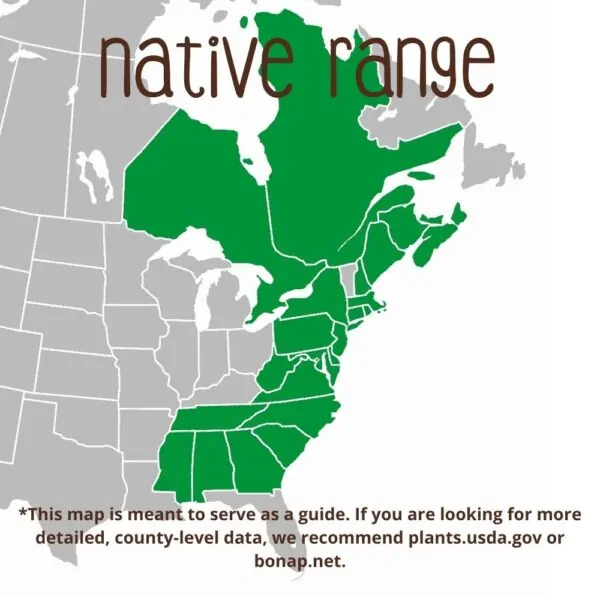 Buy Serviceberry for Sale Online | Direct Native Plants
