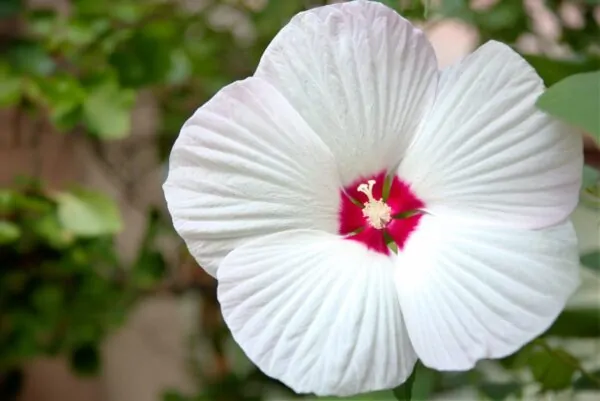 Buy Swamp Rose Mallow for Sale Online | Direct Native Plants