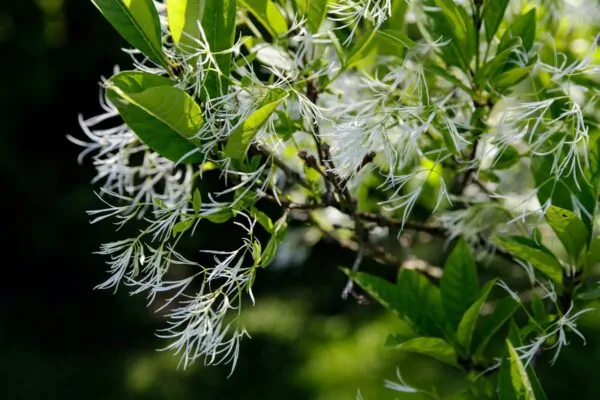 Buy Fringe Tree for Sale Online | Direct Native Plants