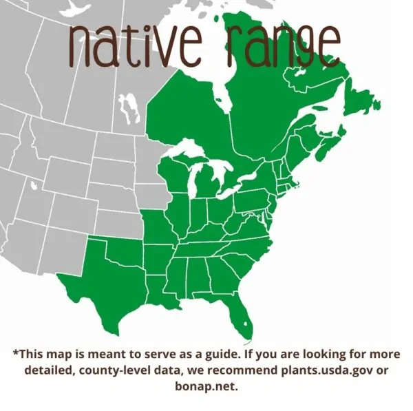 Buy Wrinkleleaf Goldenrod for Sale Online | Direct Native Plants