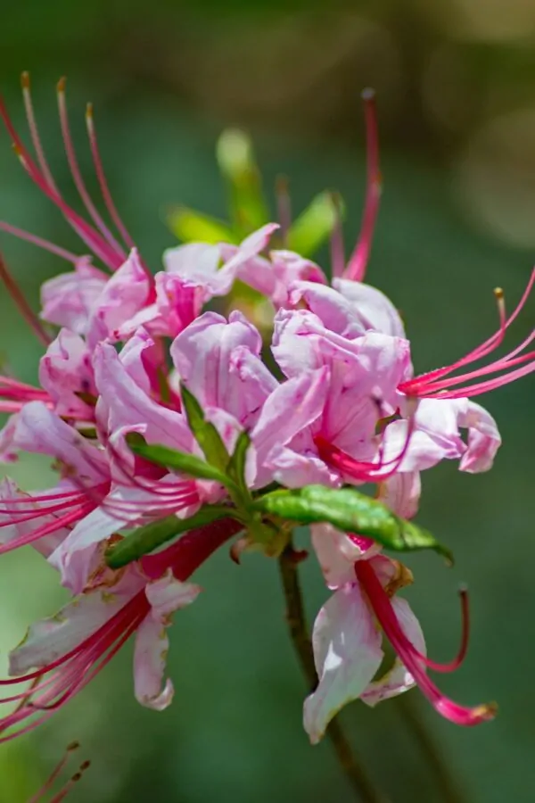 Buy Pinxter Azalea for Sale Online | Direct Native Plants