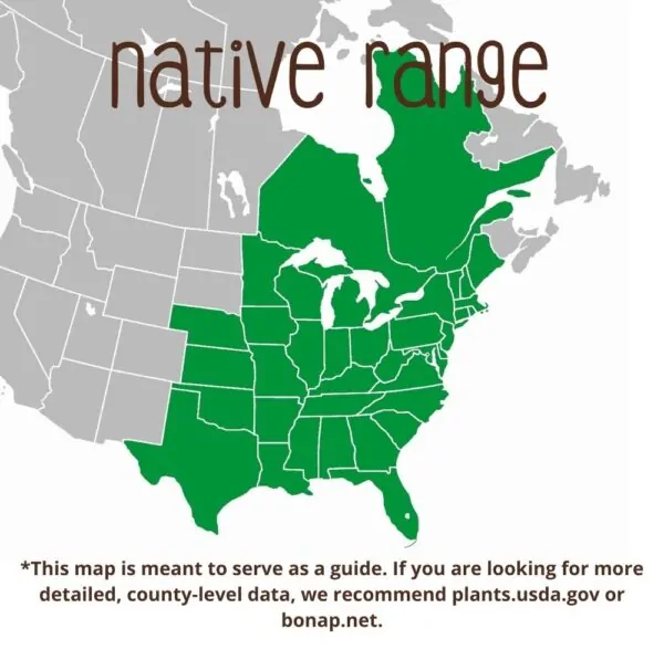 Buy Slender Mountain Mint for Sale Online | Direct Native Plants