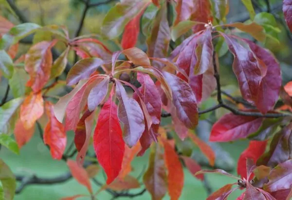 Buy Franklin Tree for Sale Online | Direct Native Plants