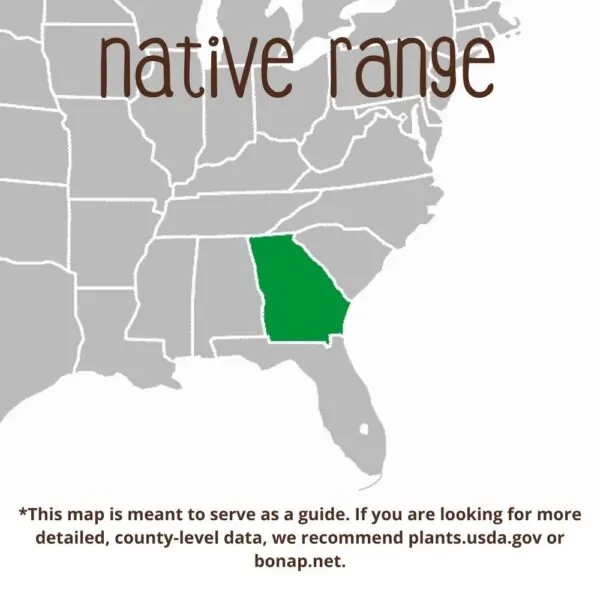 Buy Franklin Tree for Sale Online | Direct Native Plants