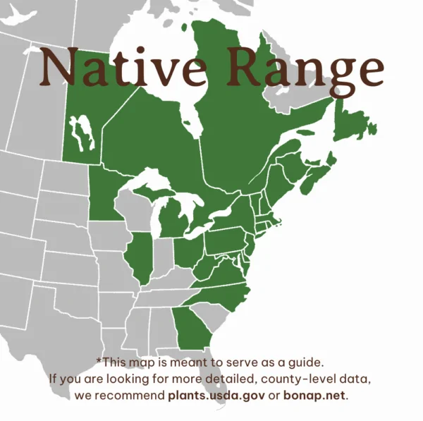 Buy Meadowsweet for Sale Online | Direct Native Plants