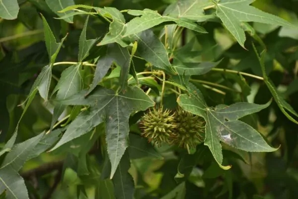 Buy Sweet Gum for Sale Online | Direct Native Plants