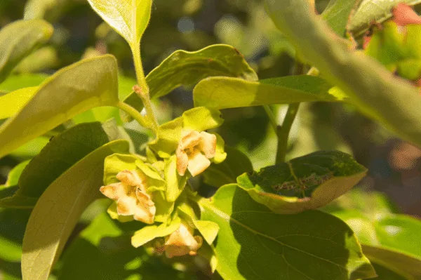 Buy Persimmon for Sale Online | Direct Native Plants