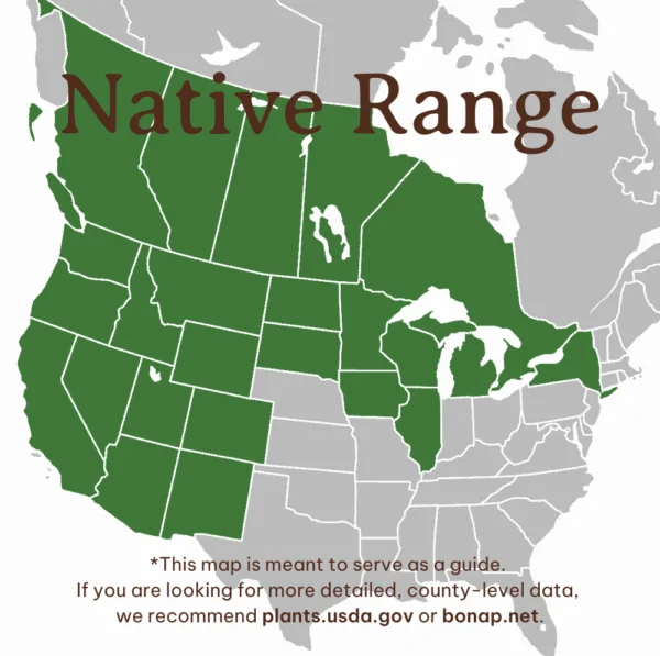 Buy Prairie Smoke for Sale Online | Direct Native Plants