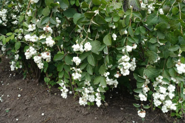 Buy Snowberry for Sale Online | Direct Native Plants