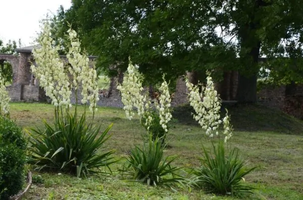 Adam’s Needle Yucca for Sale | Direct Native Plants