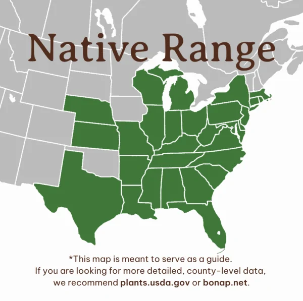 Adam’s Needle Yucca for Sale | Direct Native Plants