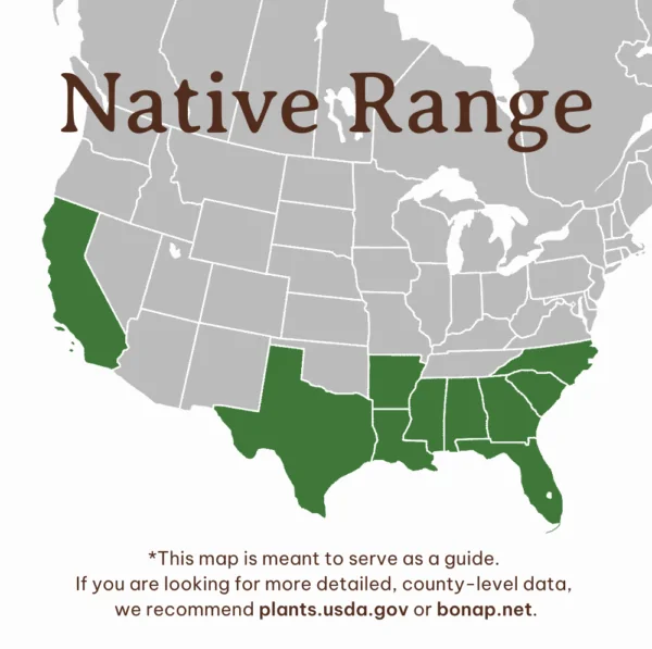 Buy Carolina Cherry Laurel Online | Direct Native Plants