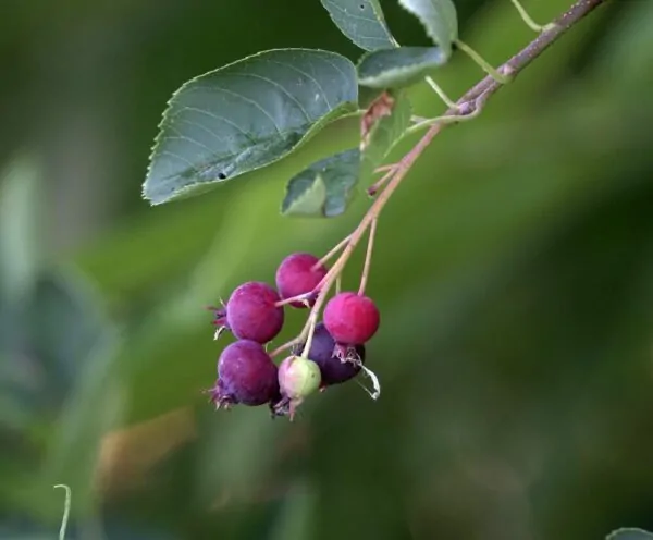 Dwarf Serviceberry for Sale | Direct Native Plants
