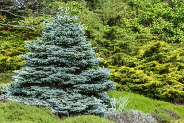 Buy Colorado Blue Spruce for Sale Online | Direct Native Plants